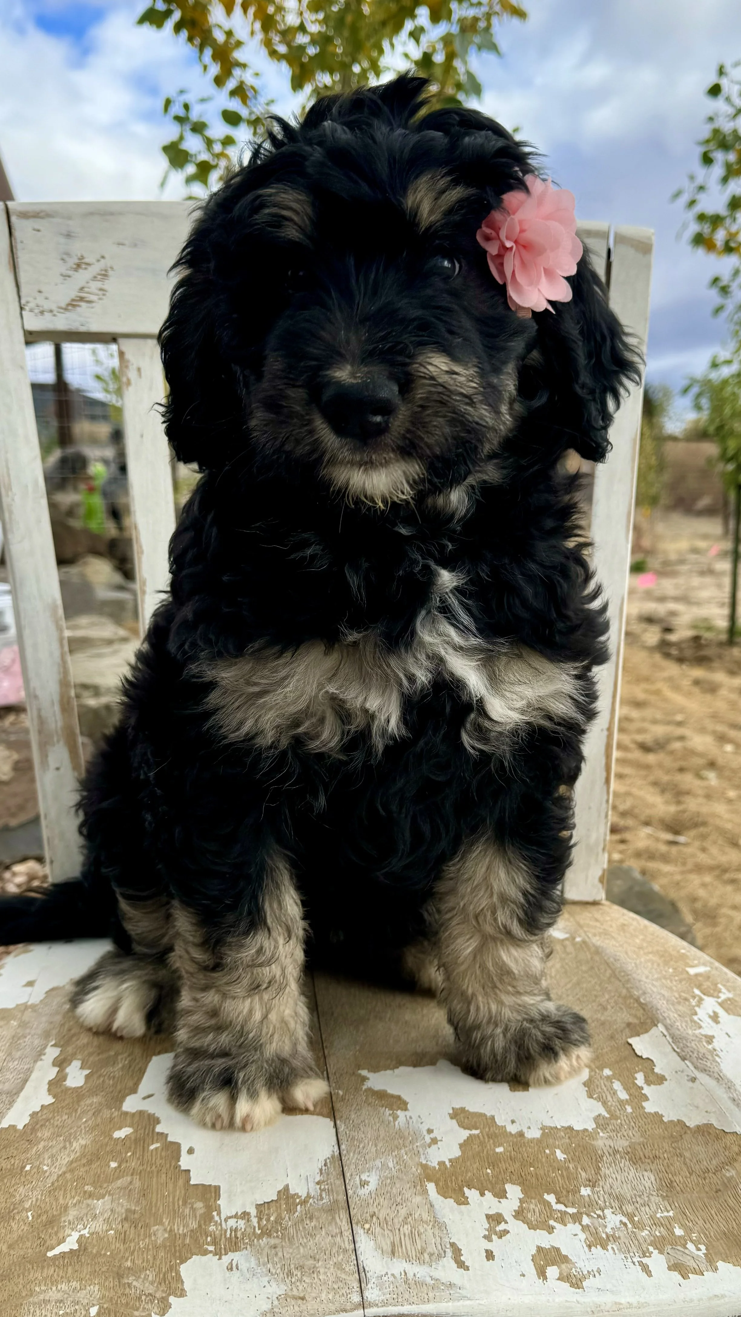 Goldendoodle & Bernedoodle Puppies For Sale: Bend - Portland Oregon ...