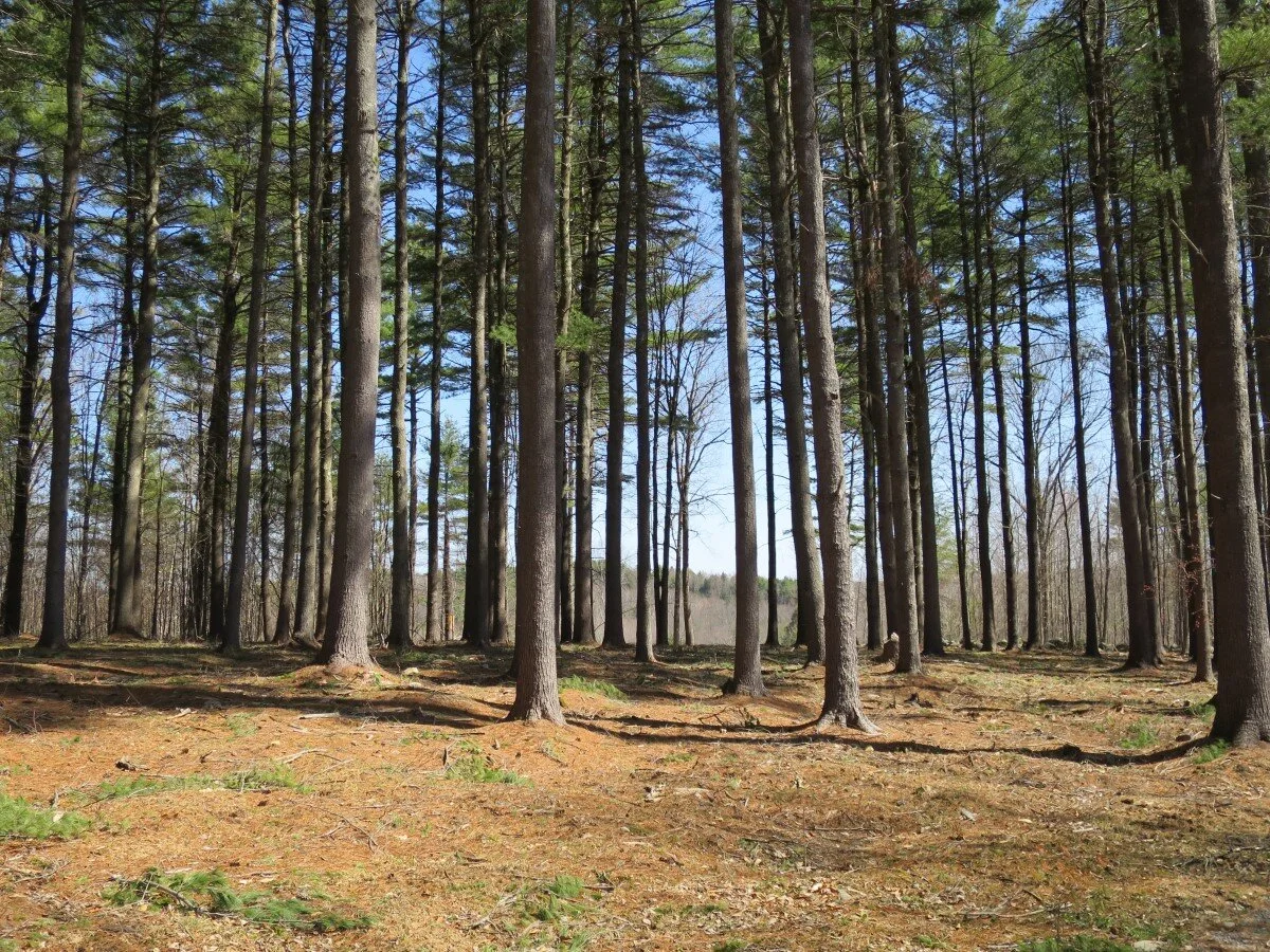 Burial Rights — Baldwin Hill Conservation Cemetery