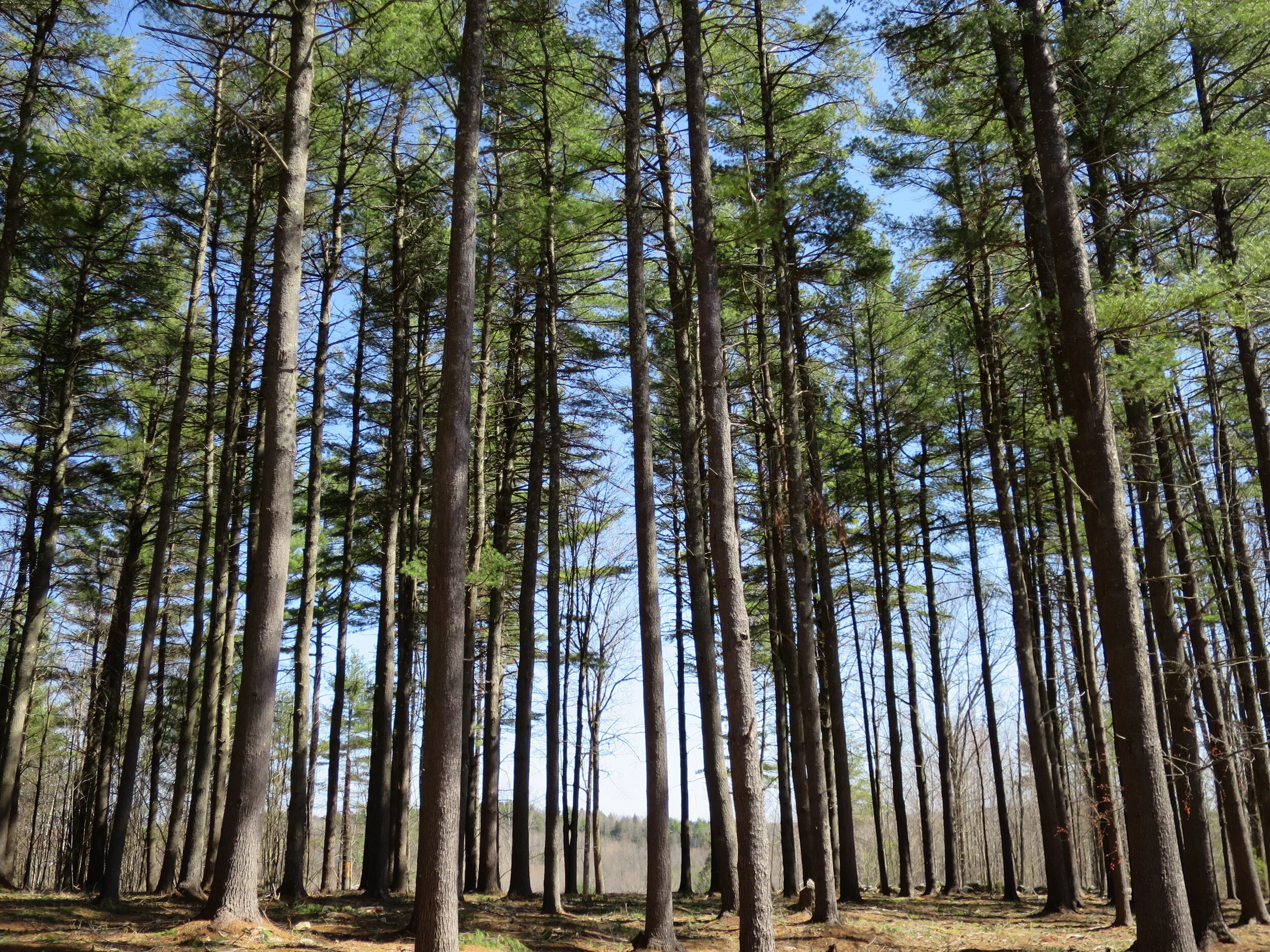 Baldwin Hill Conservation Cemetery