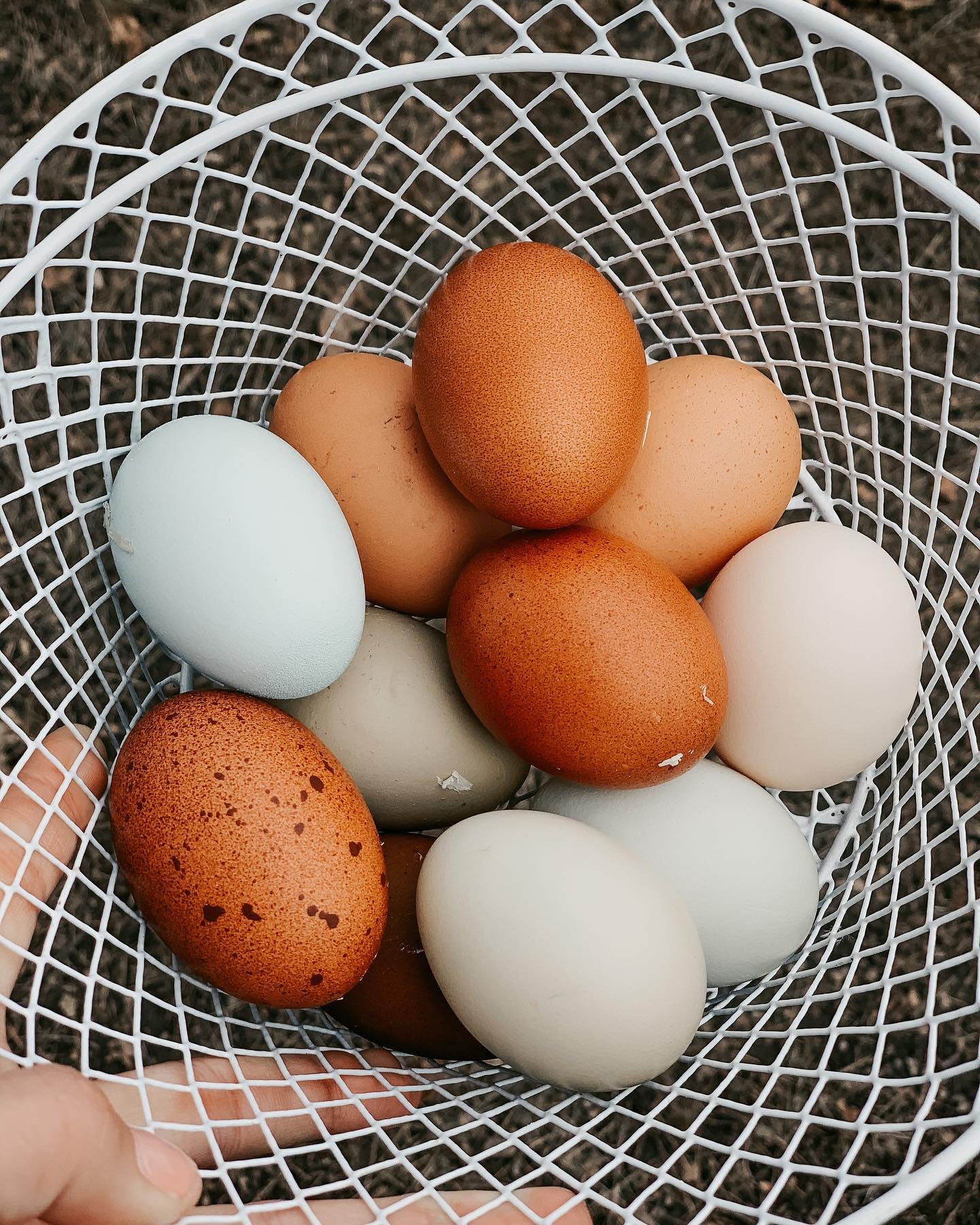 Farm Fresh Eggs — Pacific Northwest Homesteader