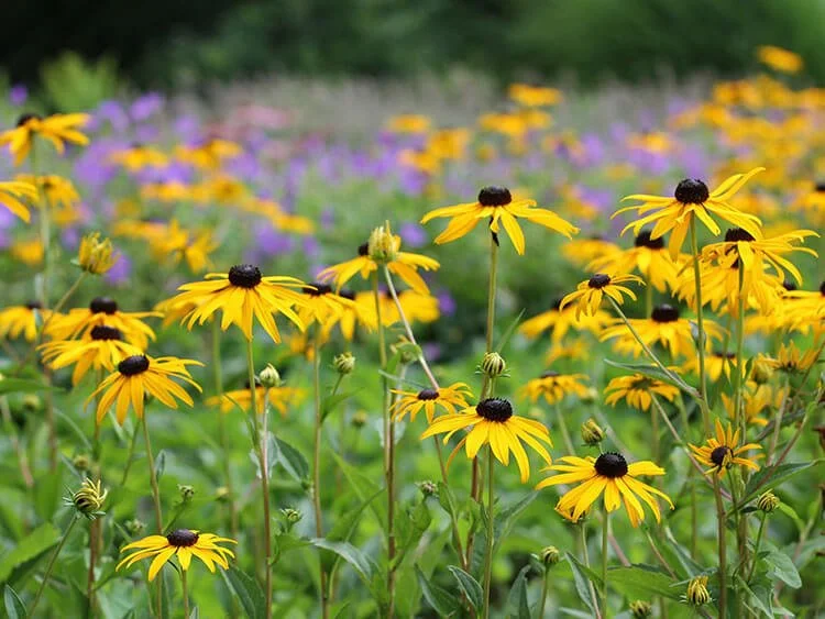 14 Planten die Tegen Wind Kunnen [FOTO’S] — Wildi