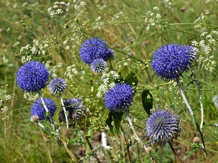 🌻 22 Planten die Tegen Droogte Kunnen [FOTO’S] — Wildi