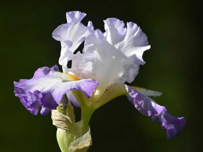22 Planten die Tegen Droogte Kunnen [FOTO’S] — Wildi