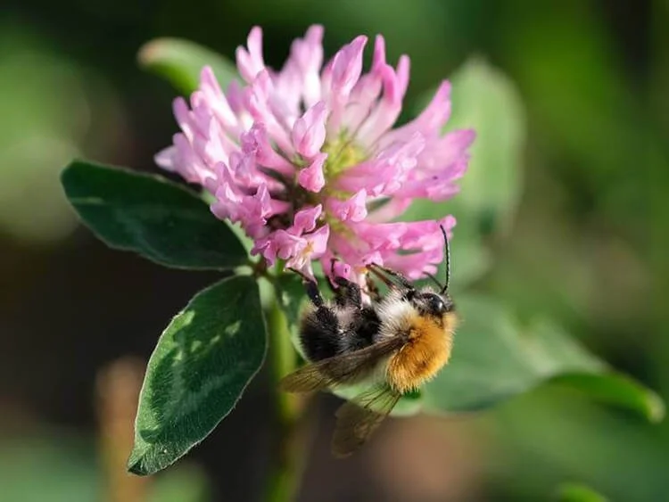 Bijen Helpen met 12 Top Tips — Wildi