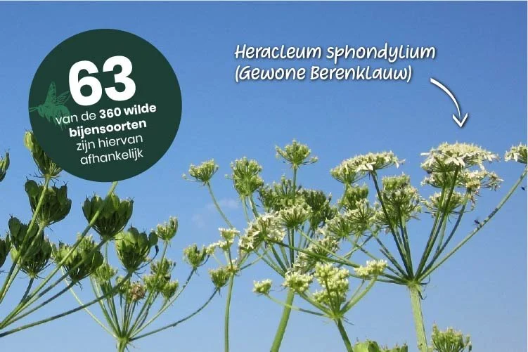 Top 10 Inheemse Planten voor Bijen [FOTO’S] — Wildi