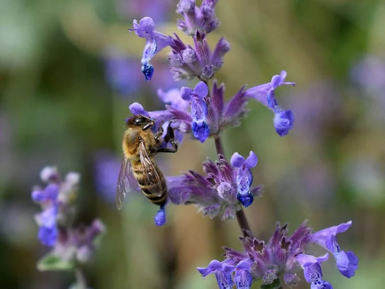 31 Beste Bijenplanten in de Zomer [FOTO’S] — Wildi