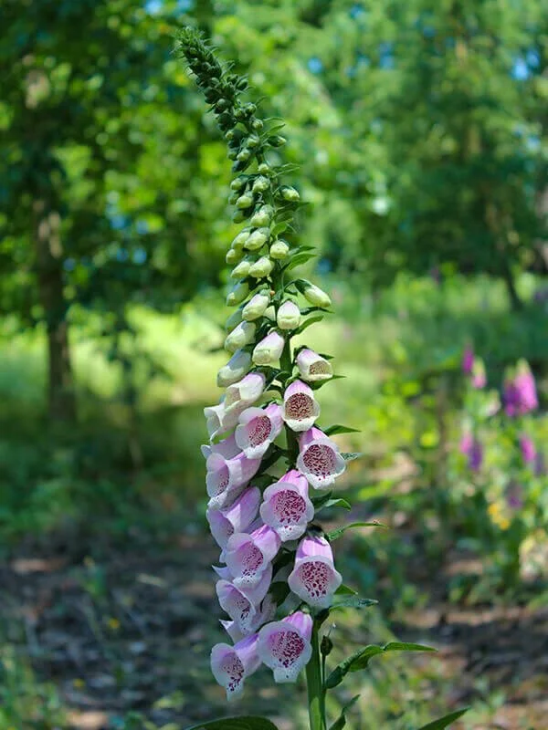 9 Beste Inheemse Schaduwplanten [FOTO’S] — Wildi