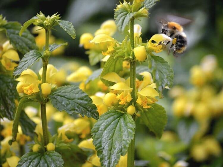9 Beste Inheemse Schaduwplanten [FOTO’S] — Wildi