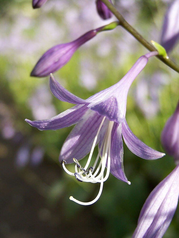 22 Bloeiende Vaste Planten voor Schaduw [FOTO’S] — Wildi