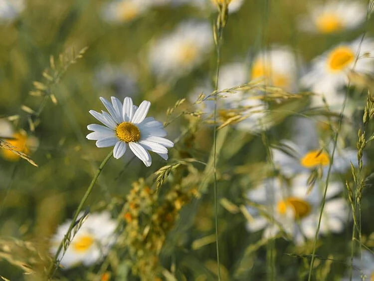 25 Wilde Bloemen voor in de Tuin [FOTO’S] — Wildi