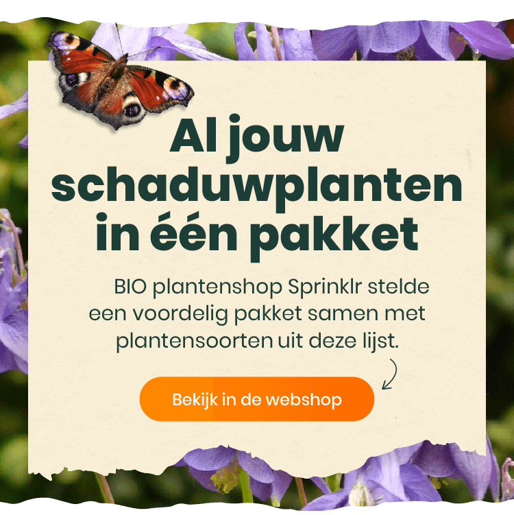 22 Bloeiende Vaste Planten voor Schaduw [FOTO’S] — Wildi