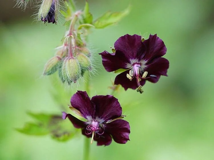 22 Bloeiende Vaste Planten voor Schaduw [FOTO’S] — Wildi