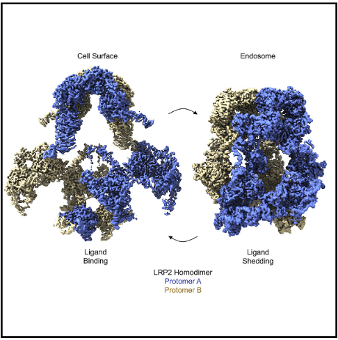 Publications — Fitzpatrick Lab