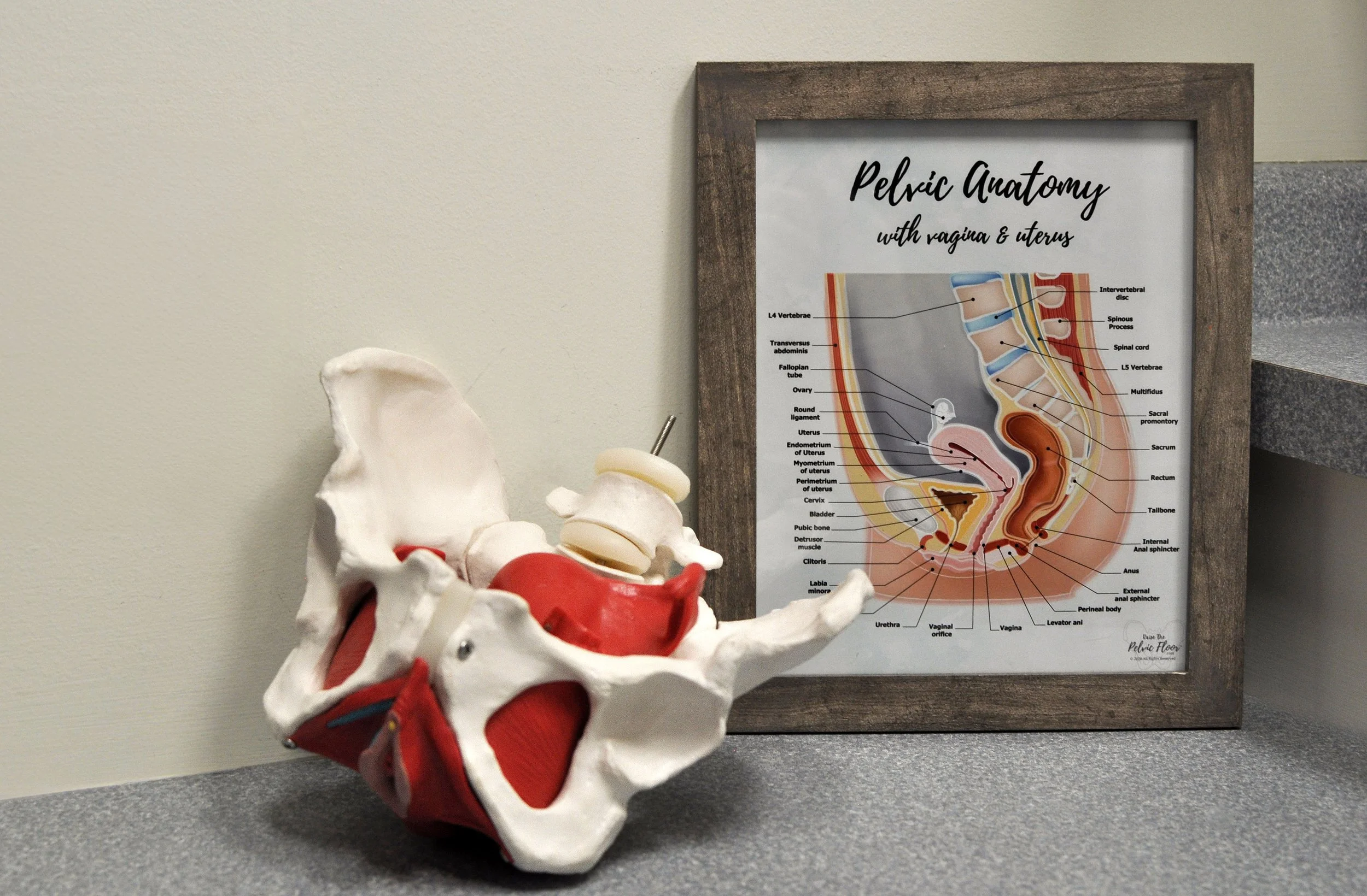 Pelvic Therapy and Fitness