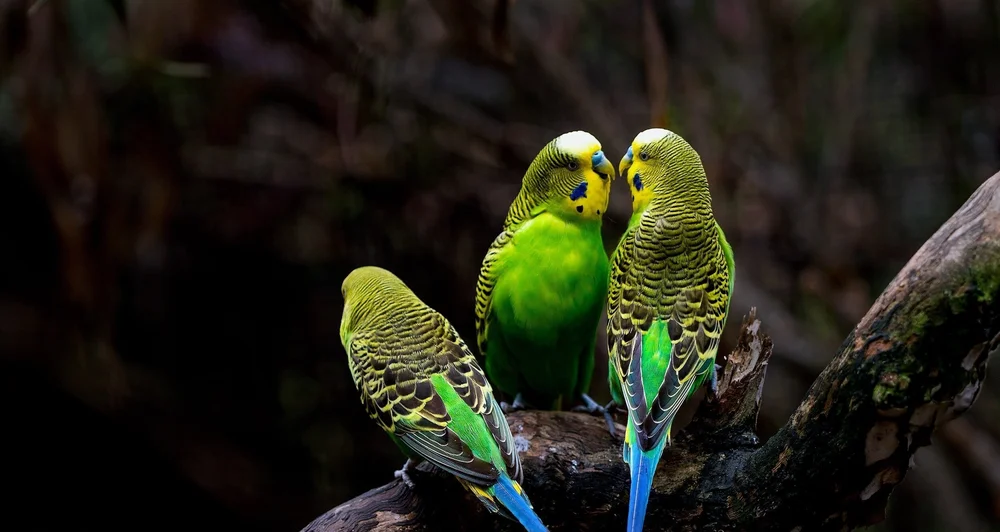 Parakeet — Beth Pickens