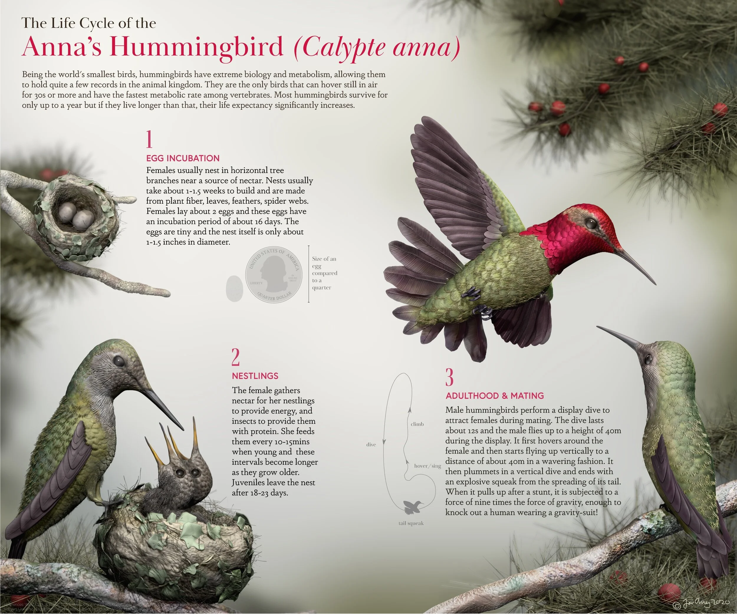 Hummingbird Life Cycle Hummingbird Life Cycle