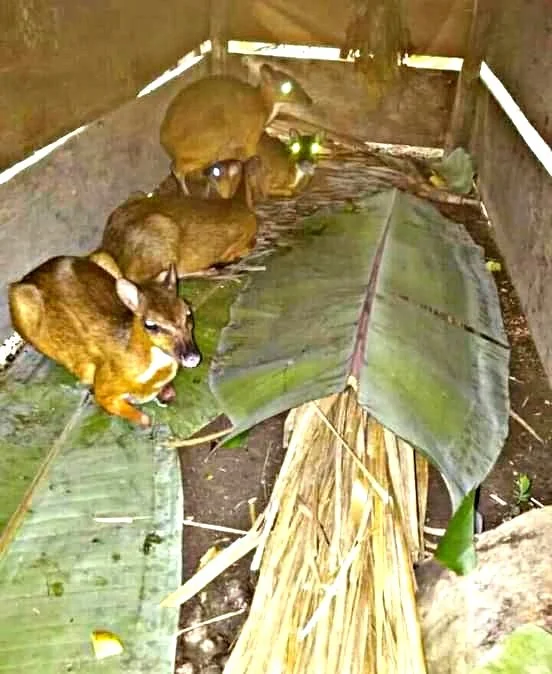 Kisah Pelanduk Dilindungi dan Disantap — SISJ - Society of Indonesian ...