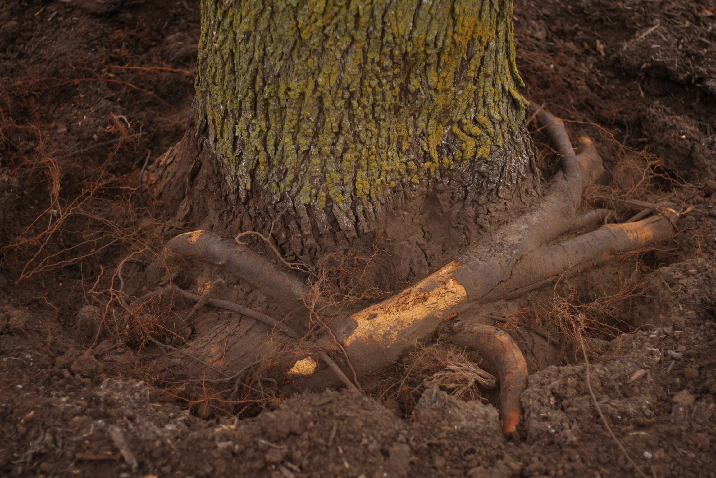 Services — Brandenberger Tree Care Professionals