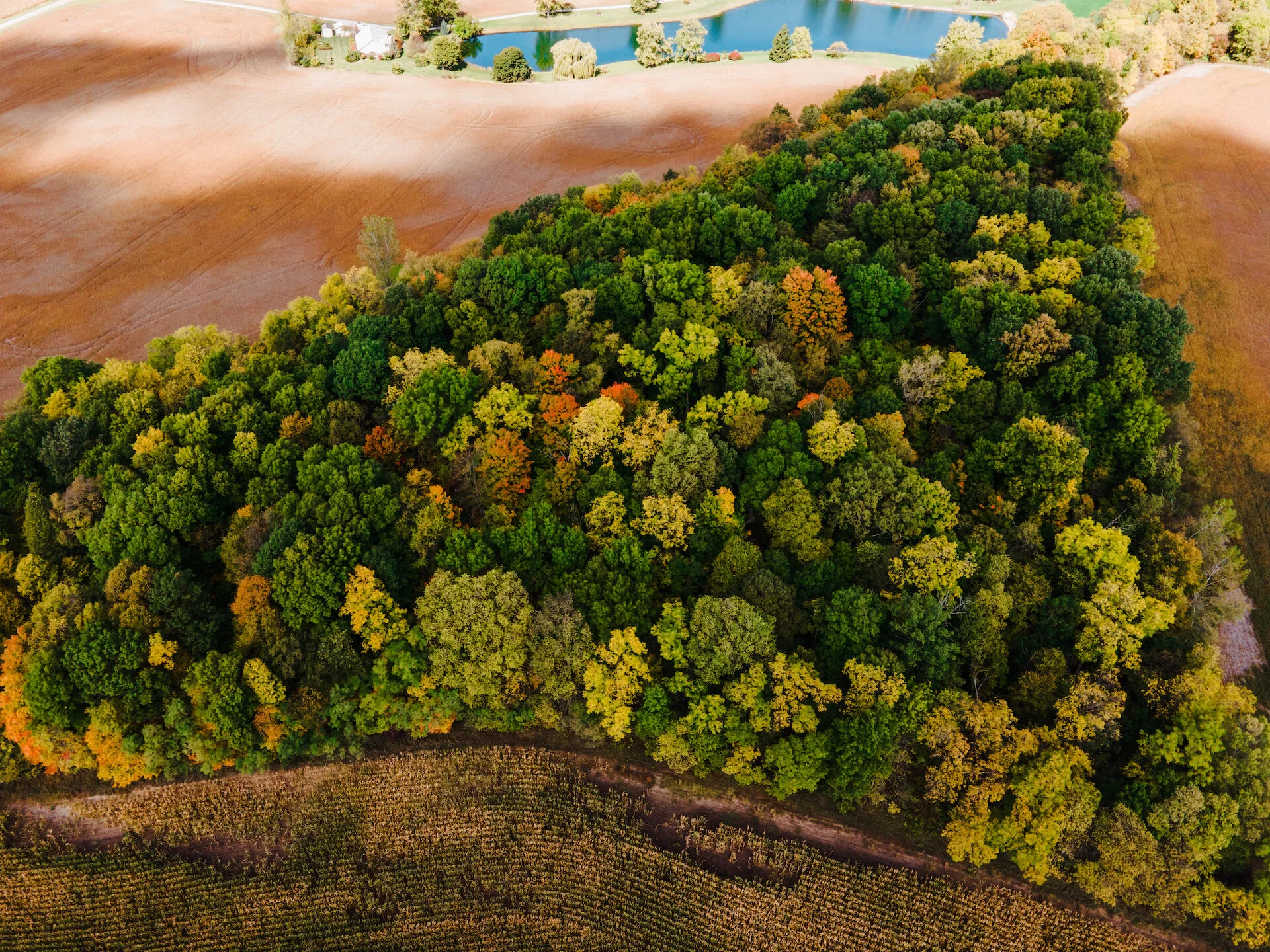 Tree Care for Businesses — Brandenberger Tree Care Professionals