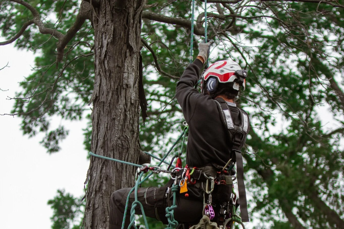 Services — Brandenberger Tree Care Professionals
