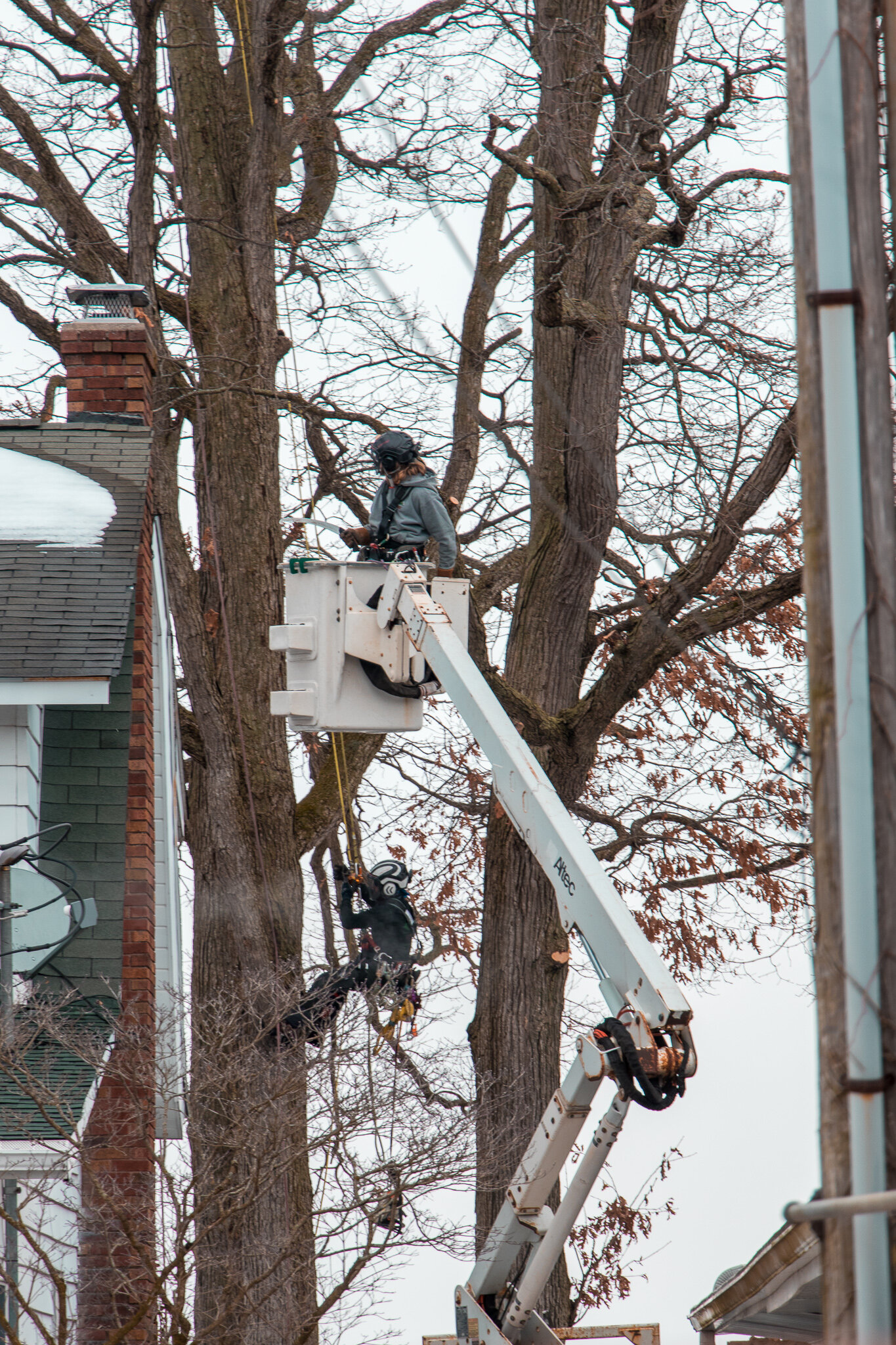 Services — Brandenberger Tree Care Professionals