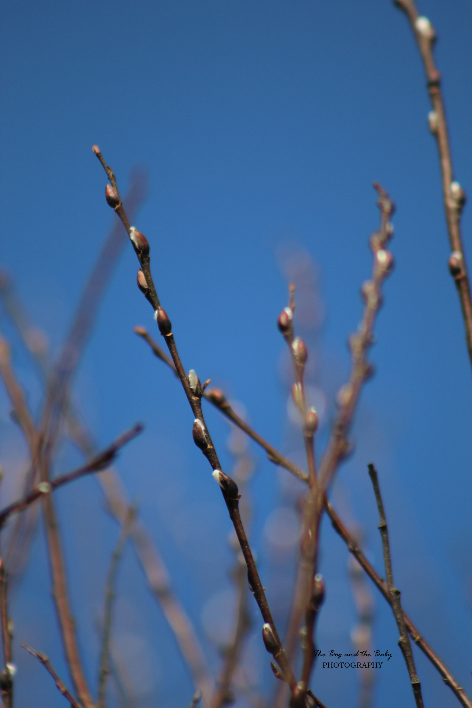 The Promise of a Pussy Willow Bud. — True Blue Flower Co.