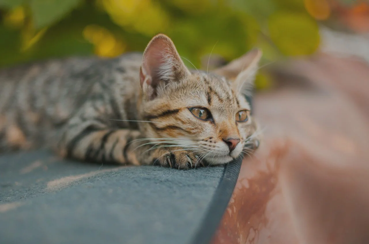 Friends of Feral Felines | Improving Community Cat Lives