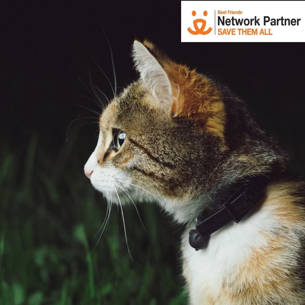 Friends of Feral Felines