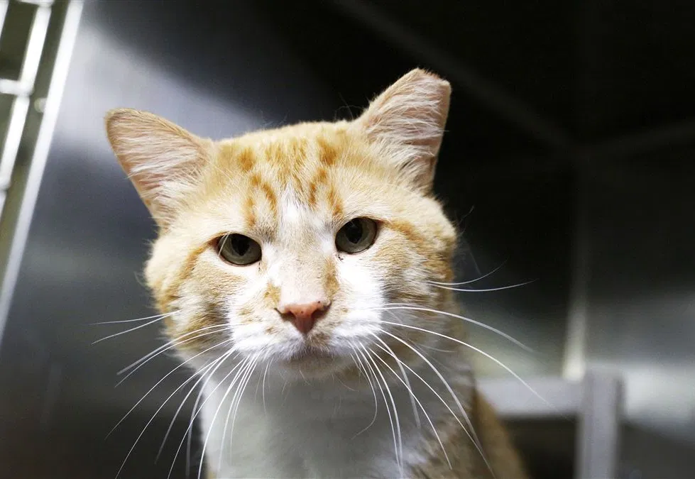 Friends of Feral Felines