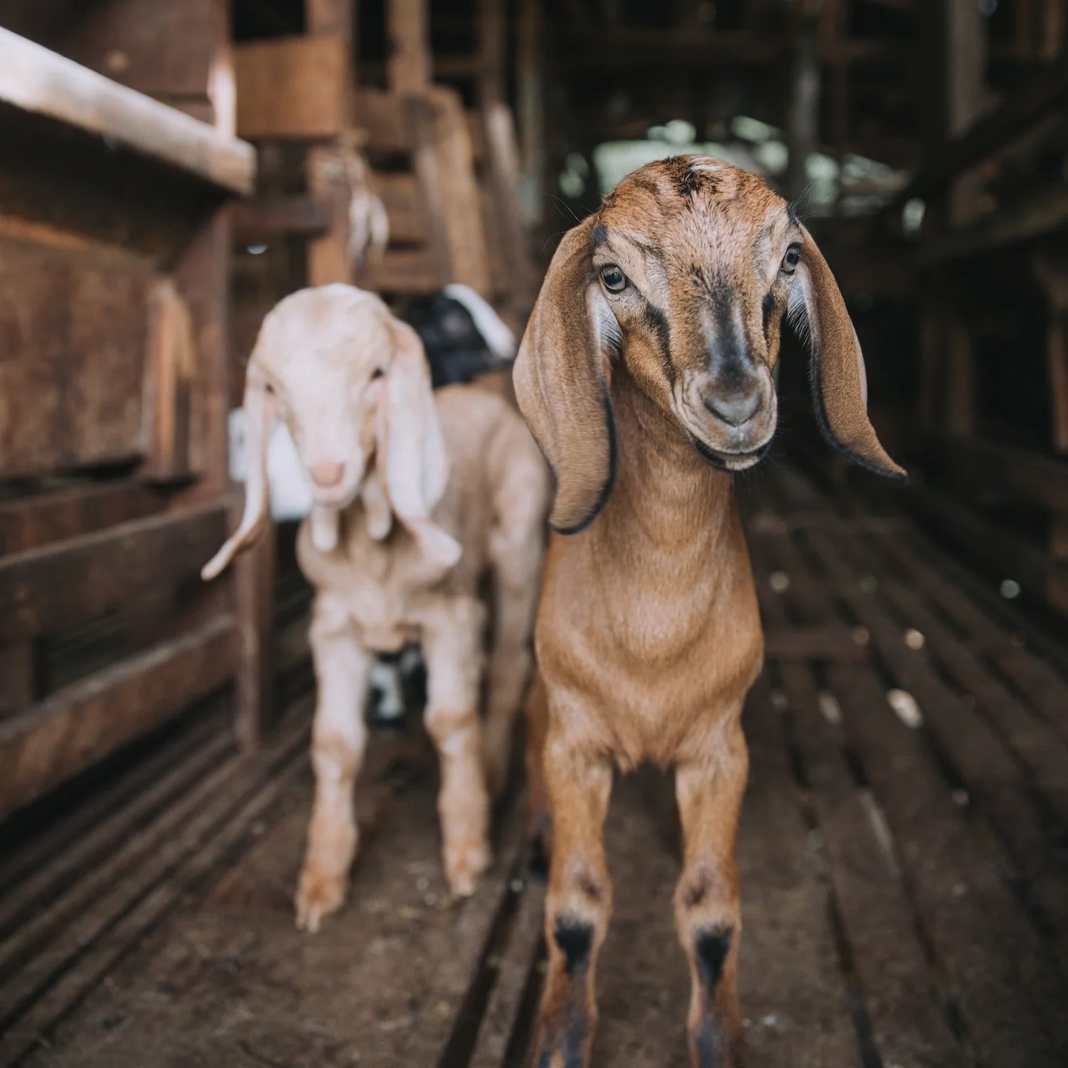 Animal Control — Thornton Police Department
