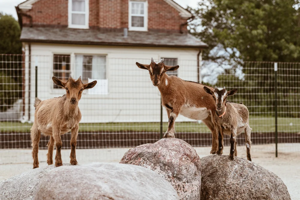 Farm Animals — Elawa Farm Foundation