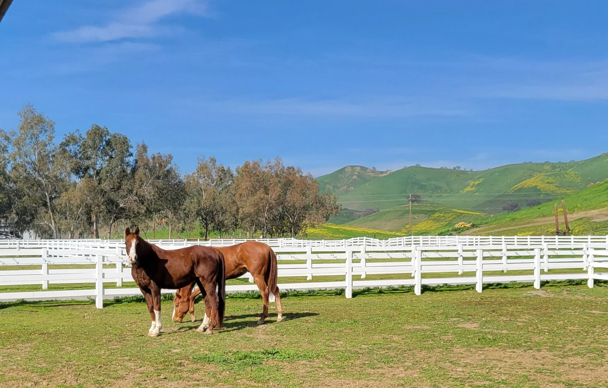 Golden M Stables — Golden M Family Farms