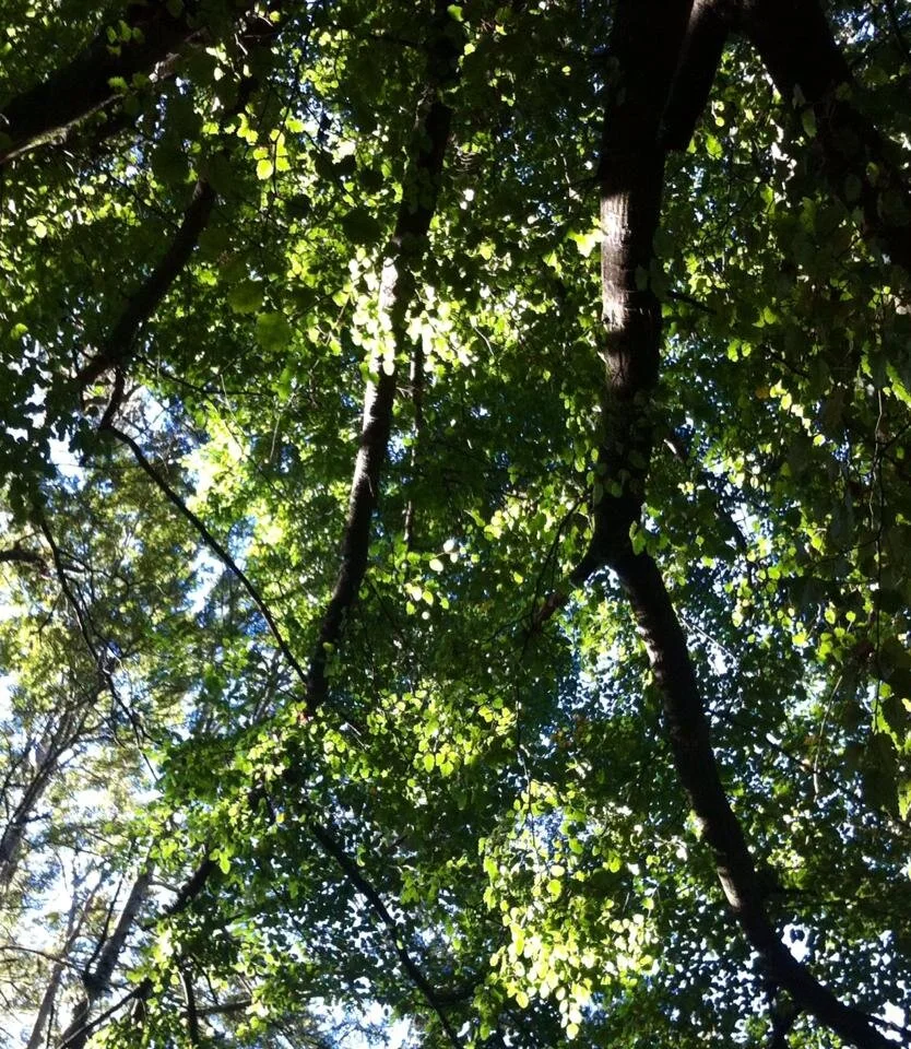 About REANZ — REANZ Trust