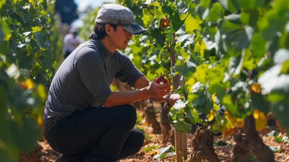 Meet Kei Shiogai, the Man Behind Burgundy’s Newest Cult Wine — Liquid Icons