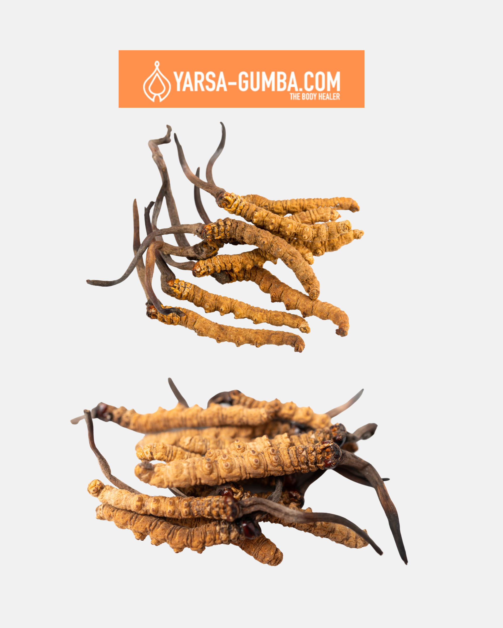 Buy YarsaGumba, 冬虫夏草 - Cordyceps Sinensis | Yarsa-Gumba.com