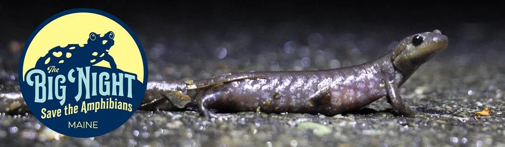 Surrounded by Salamanders: A Guest Blog from CMTM's Live Exhibits ...