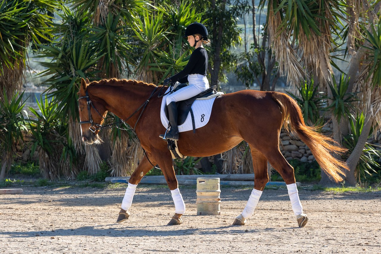 MEF Equestrian Games — Malta Equestrian Federation
