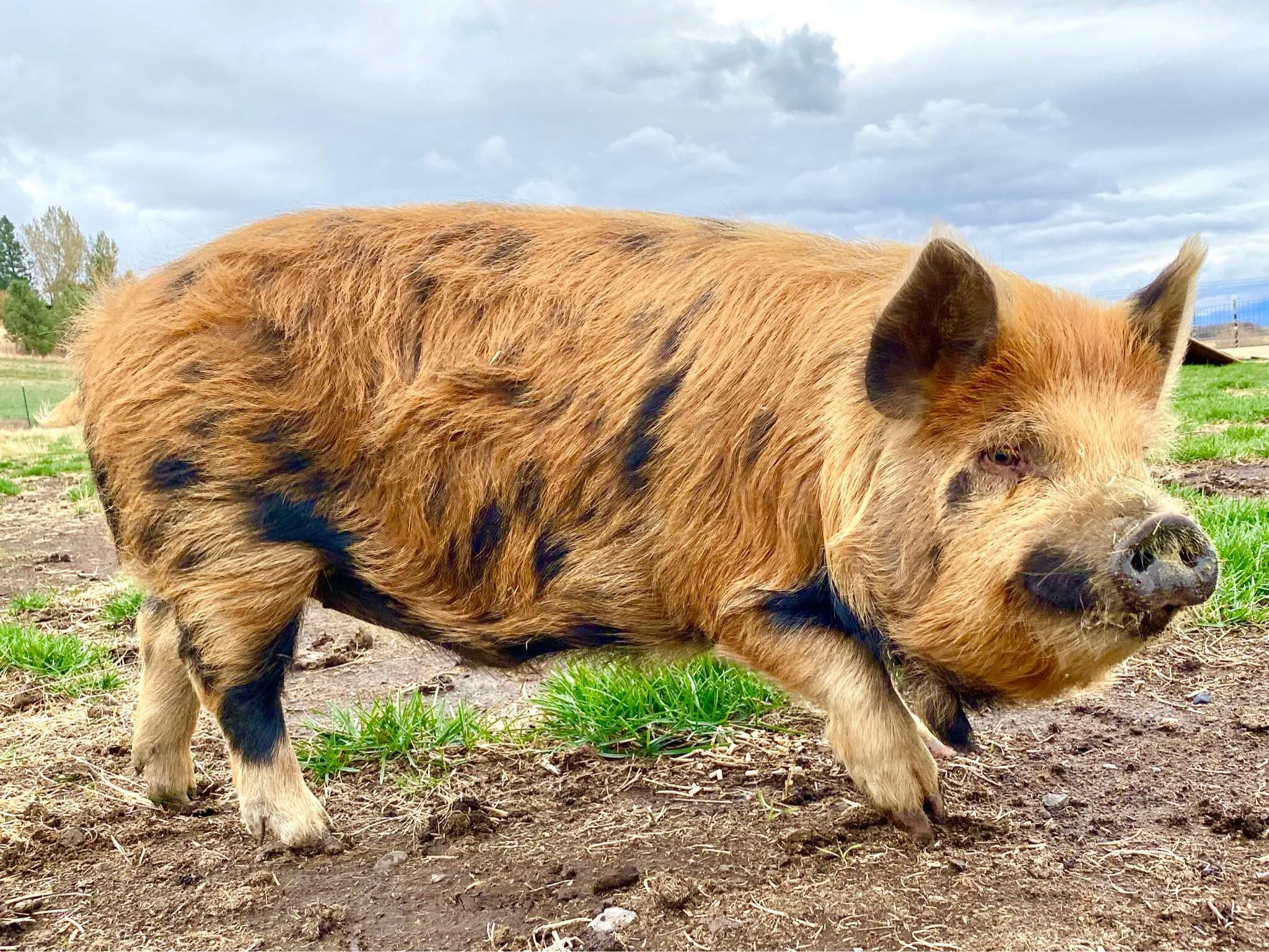 Livestock — Kaizen Roots