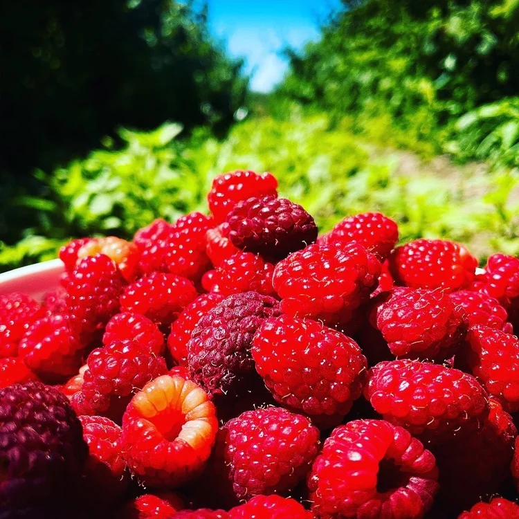 Farm Markets — Surrey Farms