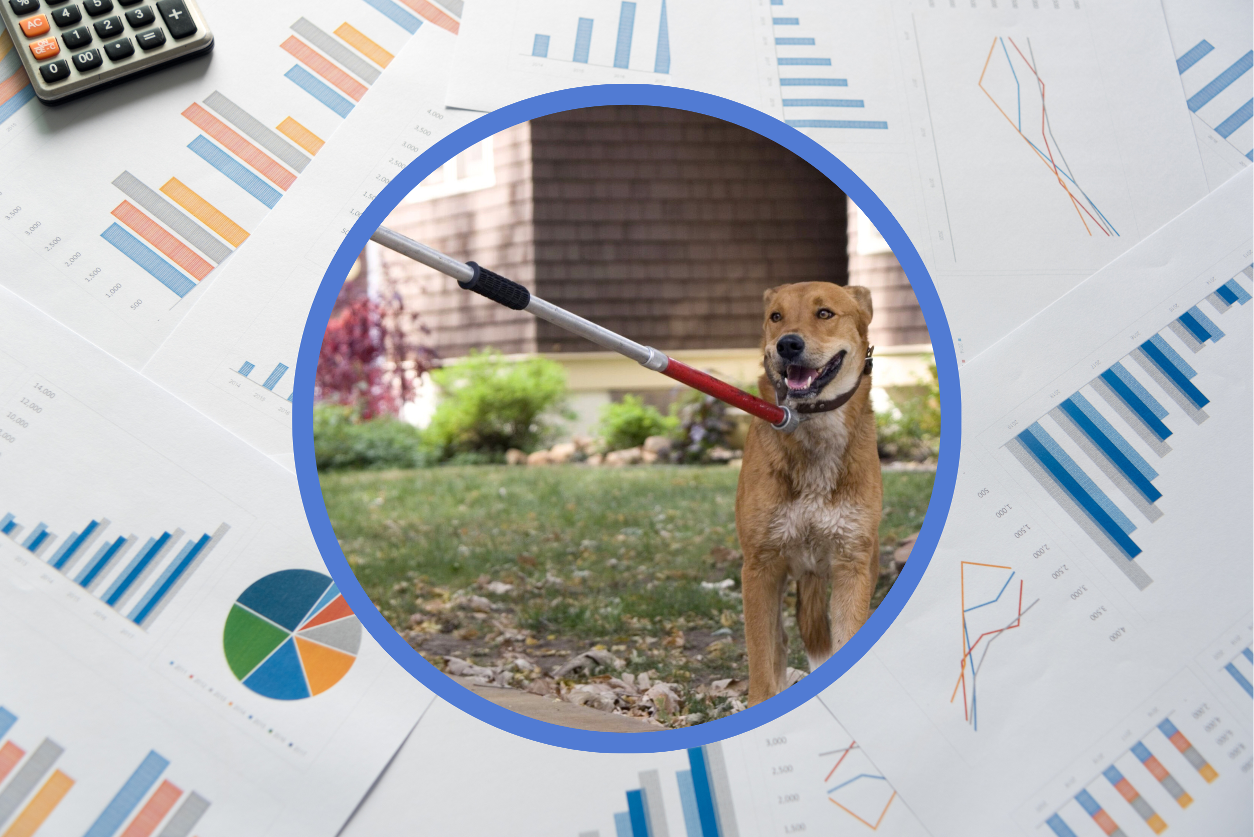 Understanding Key Performance Indicators (KPIs) for Animal Control ...