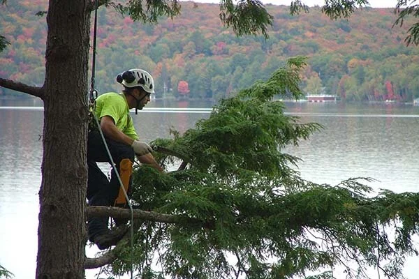 Sentinel Tree - Professional Tree Care Services