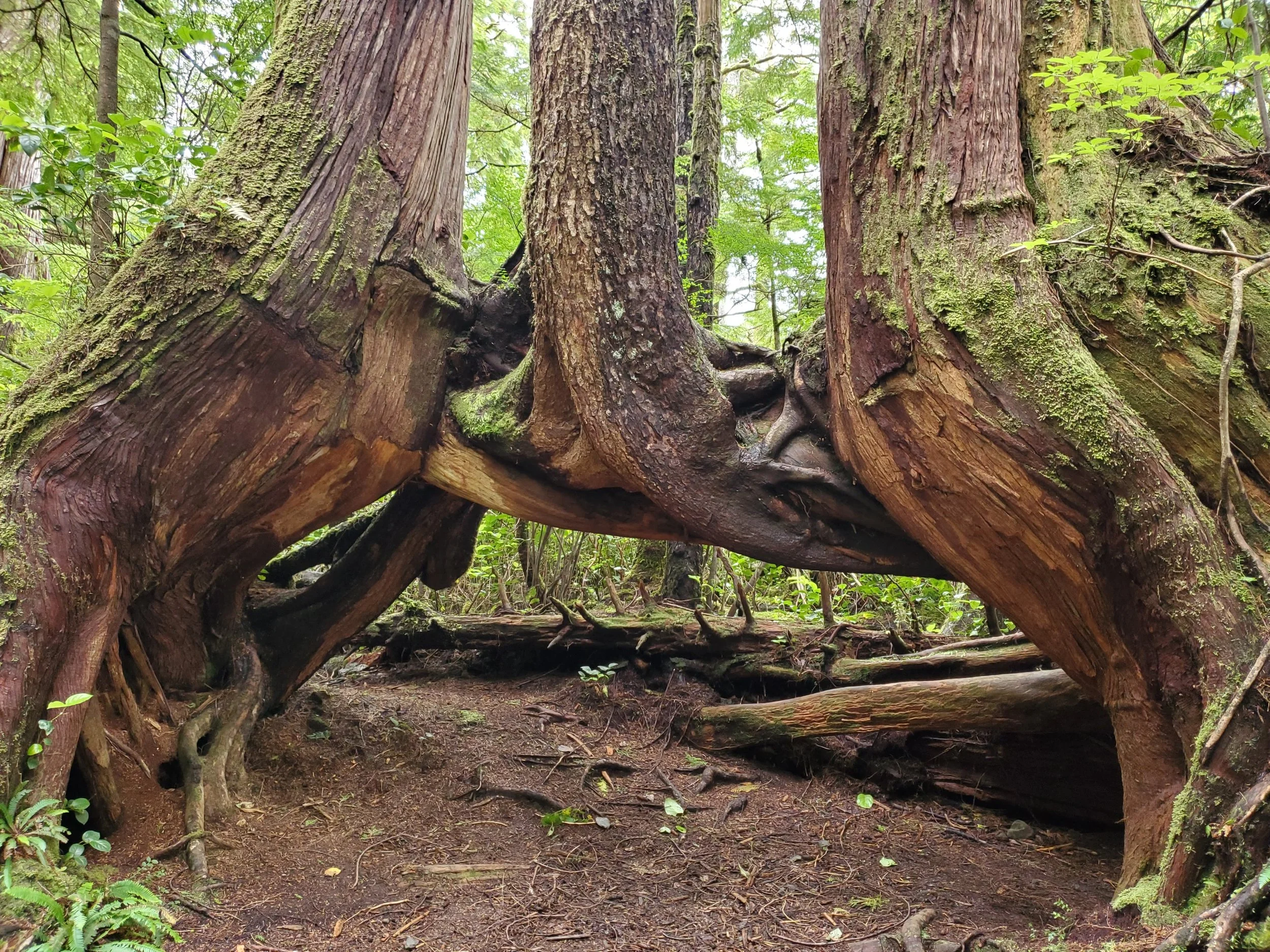 Sentinel Tree - Professional Tree Care Services