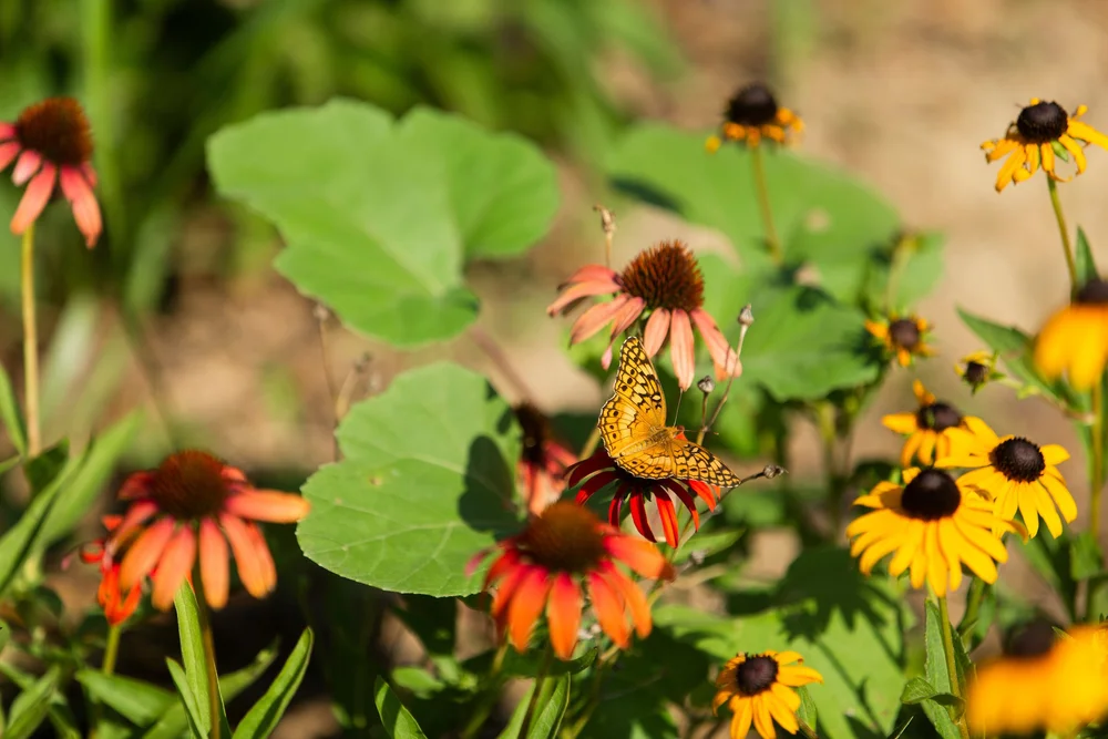 Outdoor Classroom Landscape & Pollinators — Good Fieldwork
