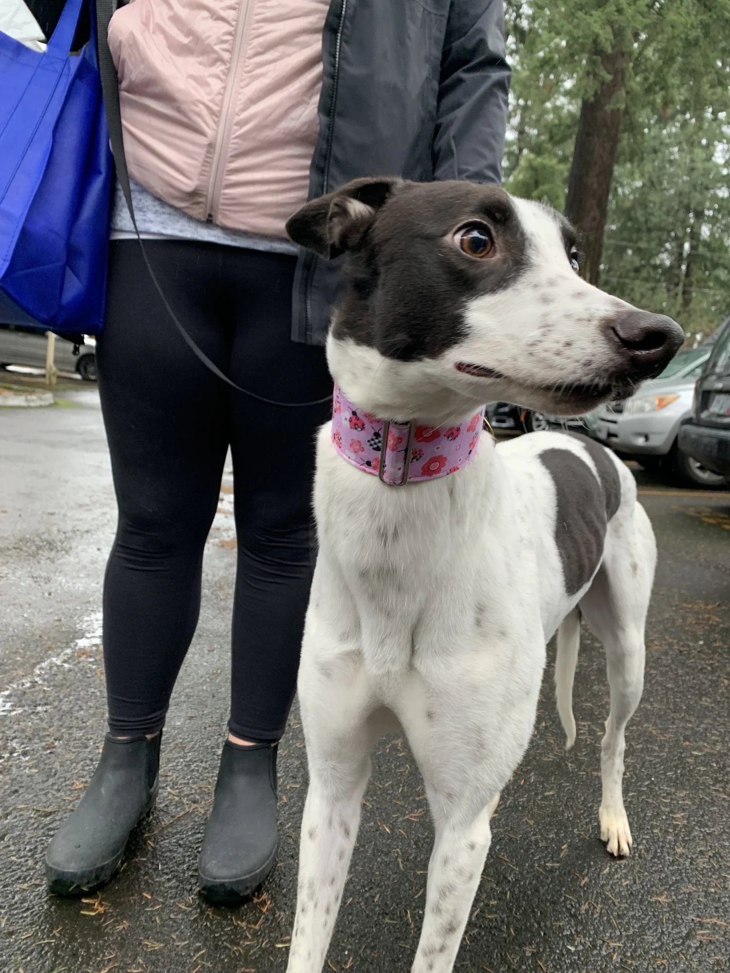 General 1 — Greyhound Pet Adoption Northwest
