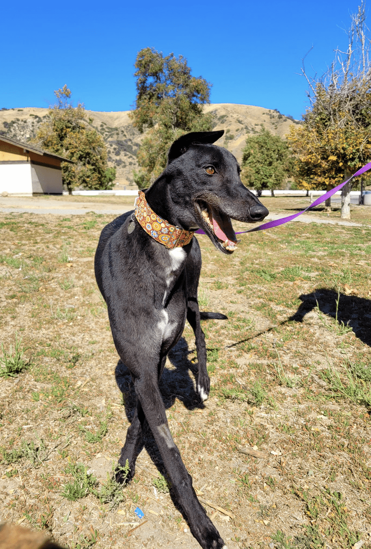 General 1 — Greyhound Pet Adoption Northwest