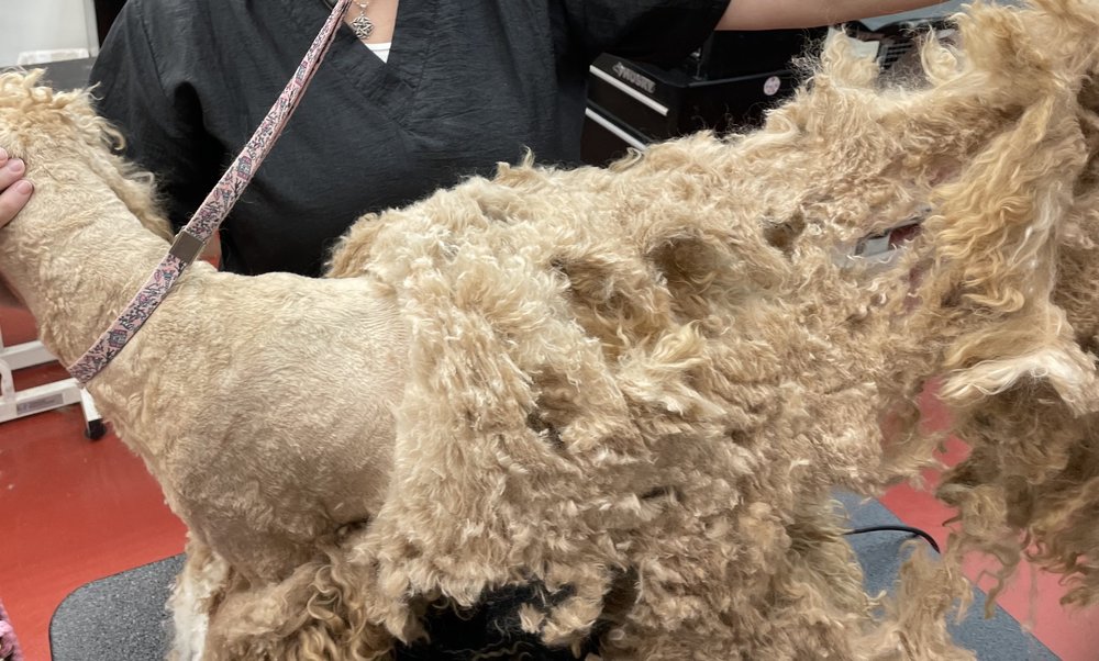 Matting Information — Perky Poodle