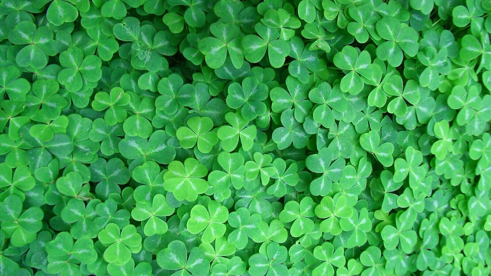 Clover Capital Partners