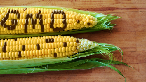 Are Genetically Modified Foods Safe? The Truth About GMOs — Dietitian Hannah