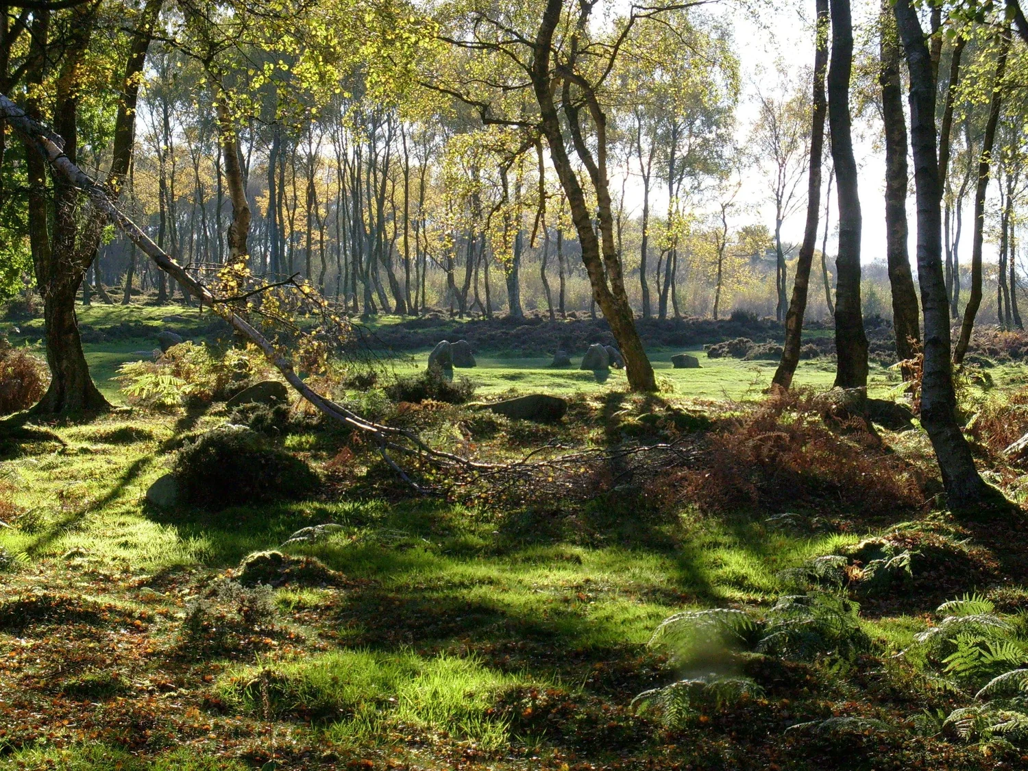 Cathedral of Trees | Join the Movement — Discover Peace — Utopias Bach ...