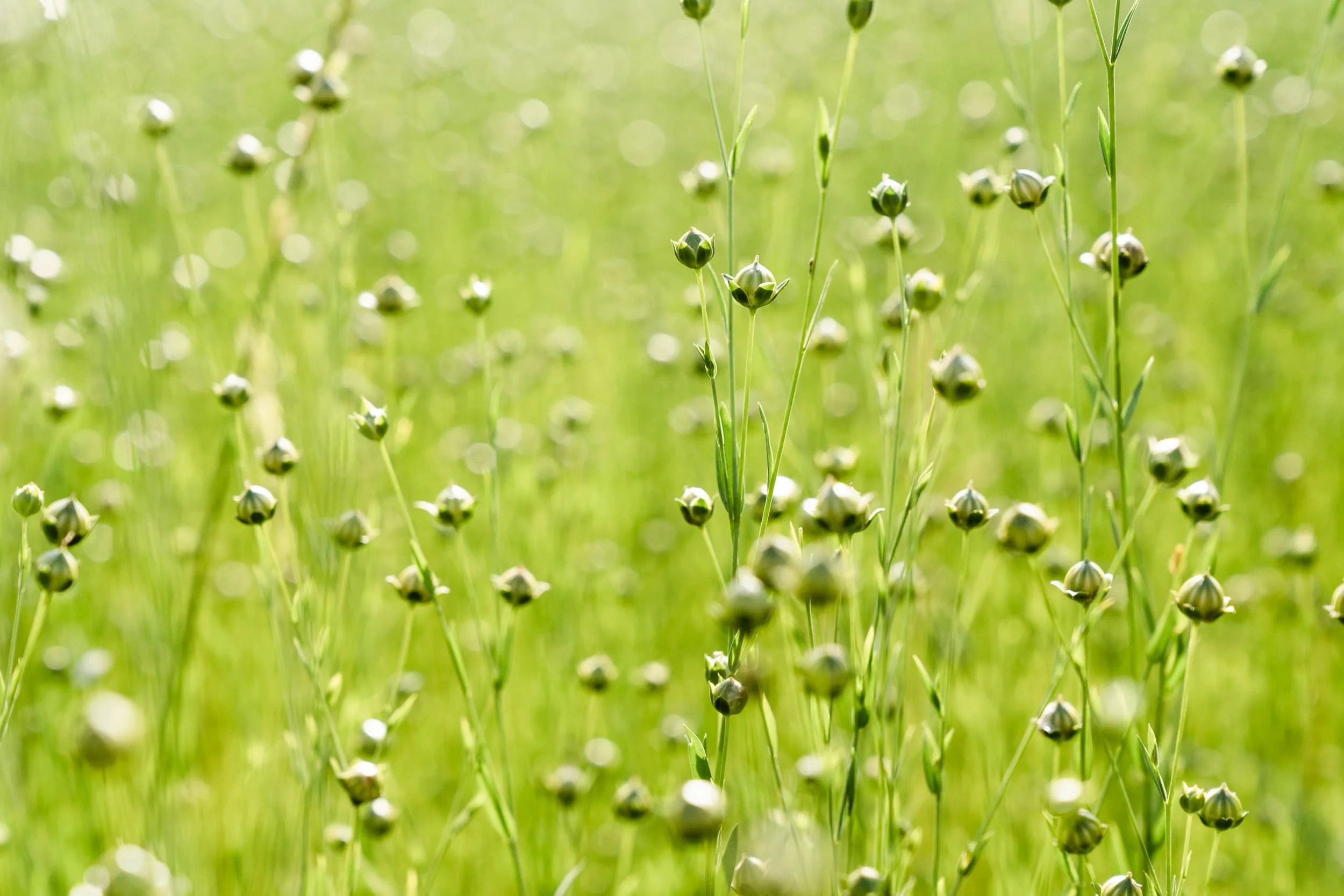 About the PA Flax Project — PA Flax Project